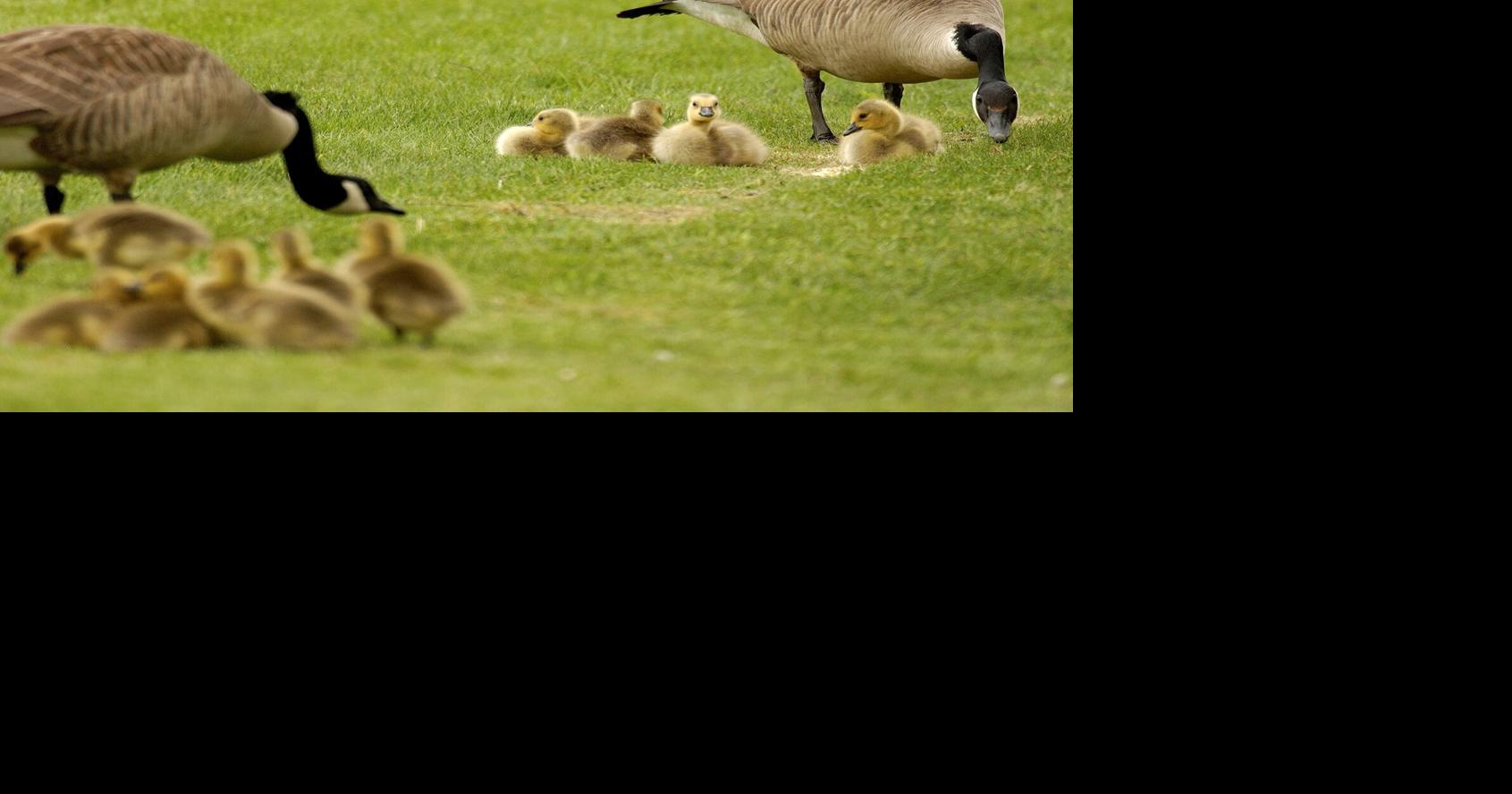 DNR tips for dealing with nuisance geese | | cadillacnews.com