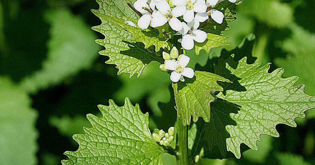 garlic-mustard-2-year_orig dave dister.jpeg | | cadillacnews.com