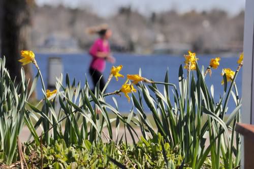 Wetland Flowers Michigan | Best Flower Site