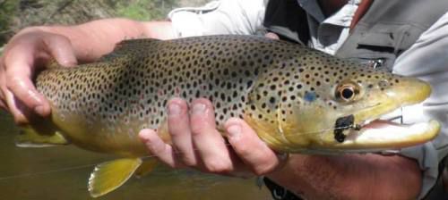 Mayfly hatches are in full swing and anglers are taking advantage ...