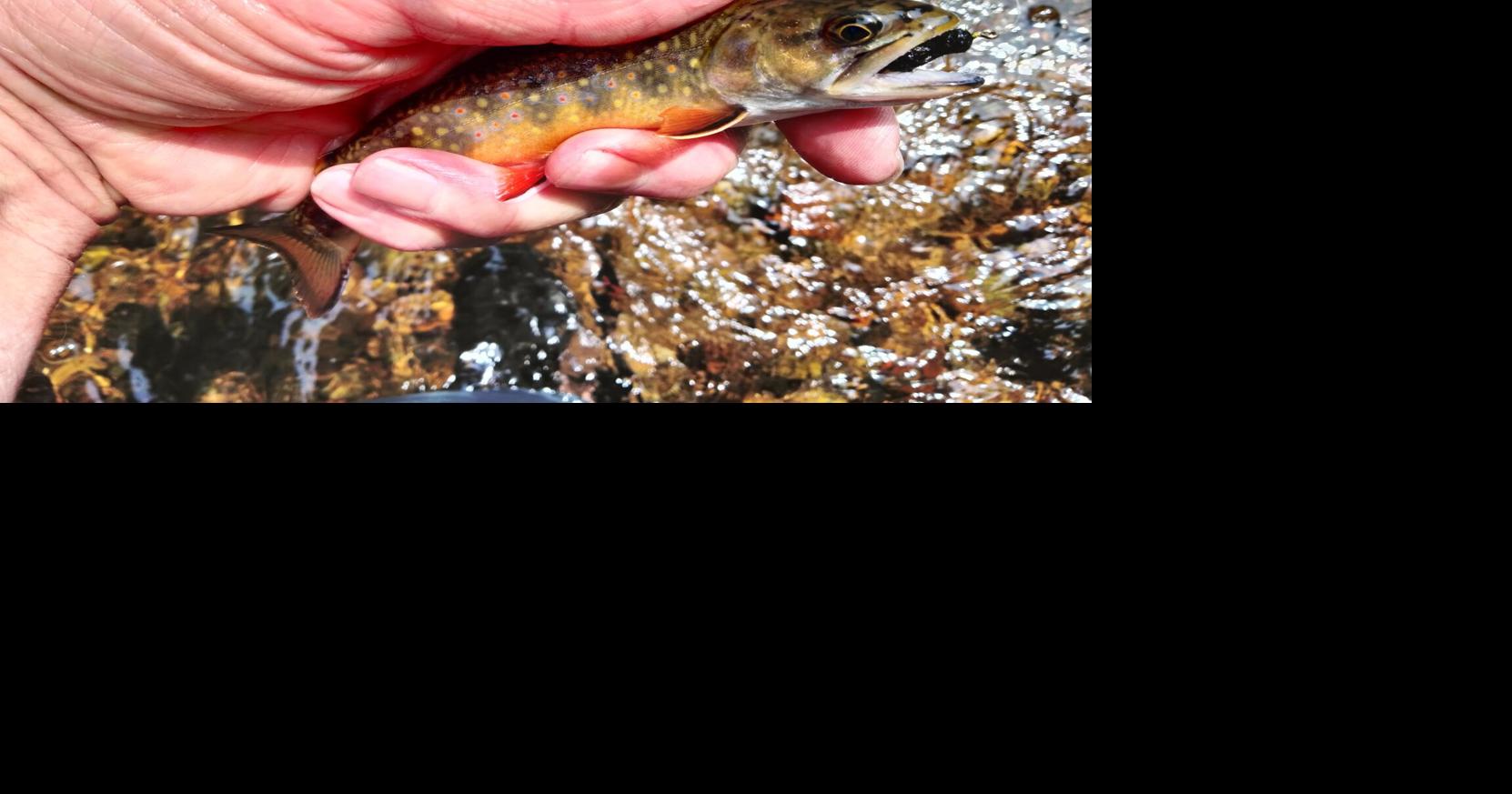 Plenty of bugs: Terrestrial insects fill the void left when the best of ...