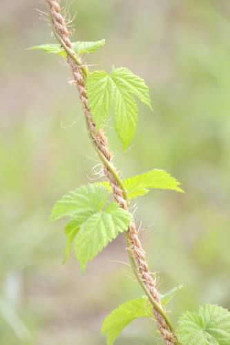Hops farm sprouts new business opportunity for local farmer | Local ...