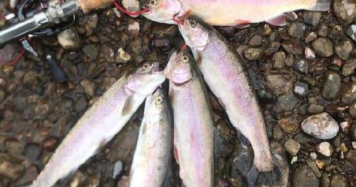 Anglers advised to weigh PFAS exposure risks when deciding how much ...