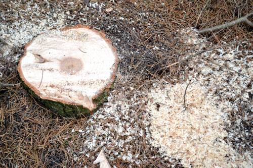 Dutchman Tree Farm shipping tree to Ford Field | Local News ...