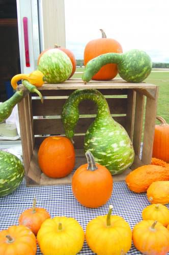 Fruits of fall harvest for sale | Local News | cadillacnews.com