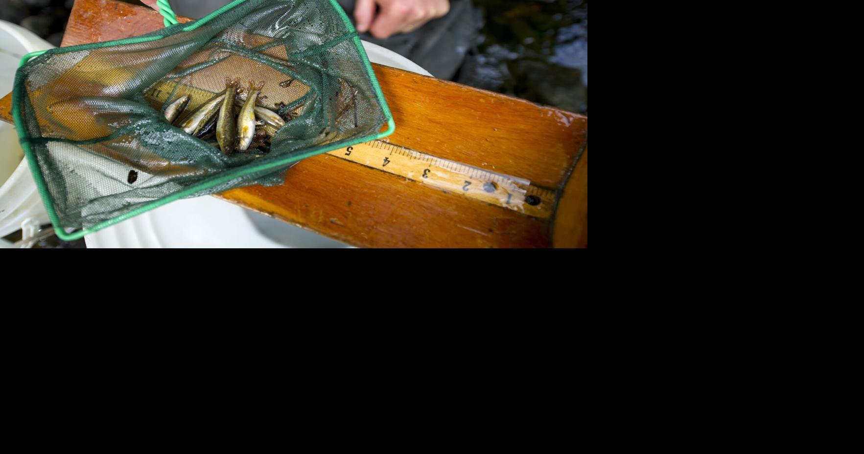 2024 DNR surveys provide vital fisheries data but happen too ...