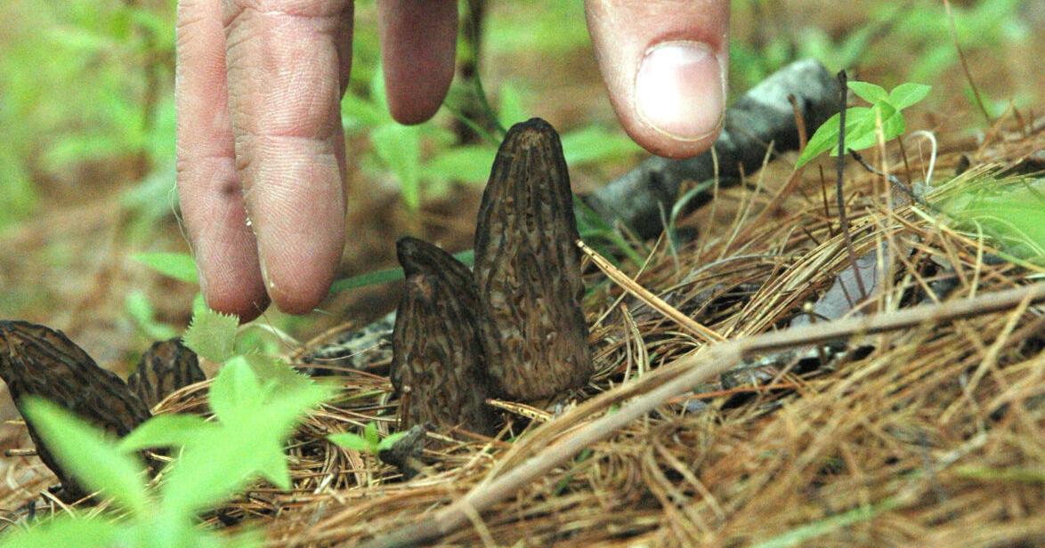 Fly fishing, mushrooming explored at Carl T. Johnson Center in May ...