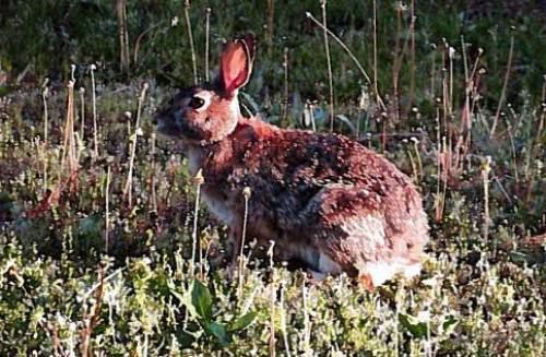Animals in nature | Local News | cadillacnews.com