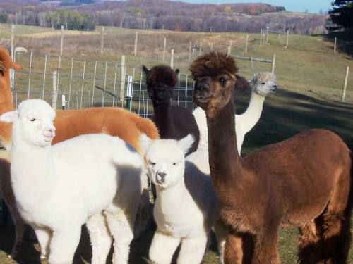 Alpaca residence | Local News | cadillacnews.com