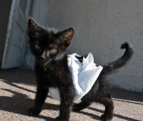 Six-legged kitten awaits surgery | Local News | cadillacnews.com