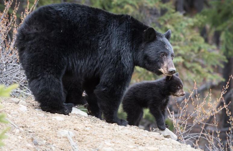 black bears and their cubs