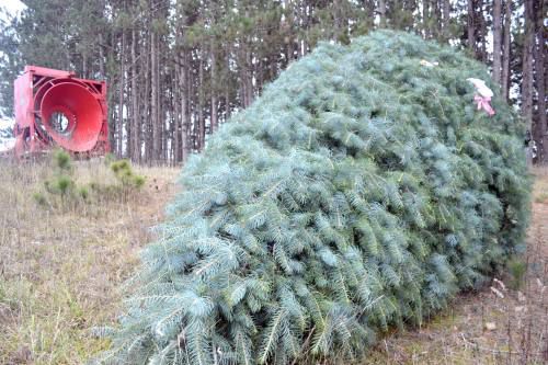 Dutchman Tree Farm shipping tree to Ford Field | Local News ...