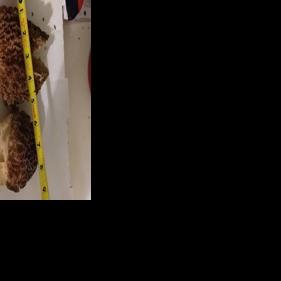 Monster morels found in Cadillac | Local News | cadillacnews.com