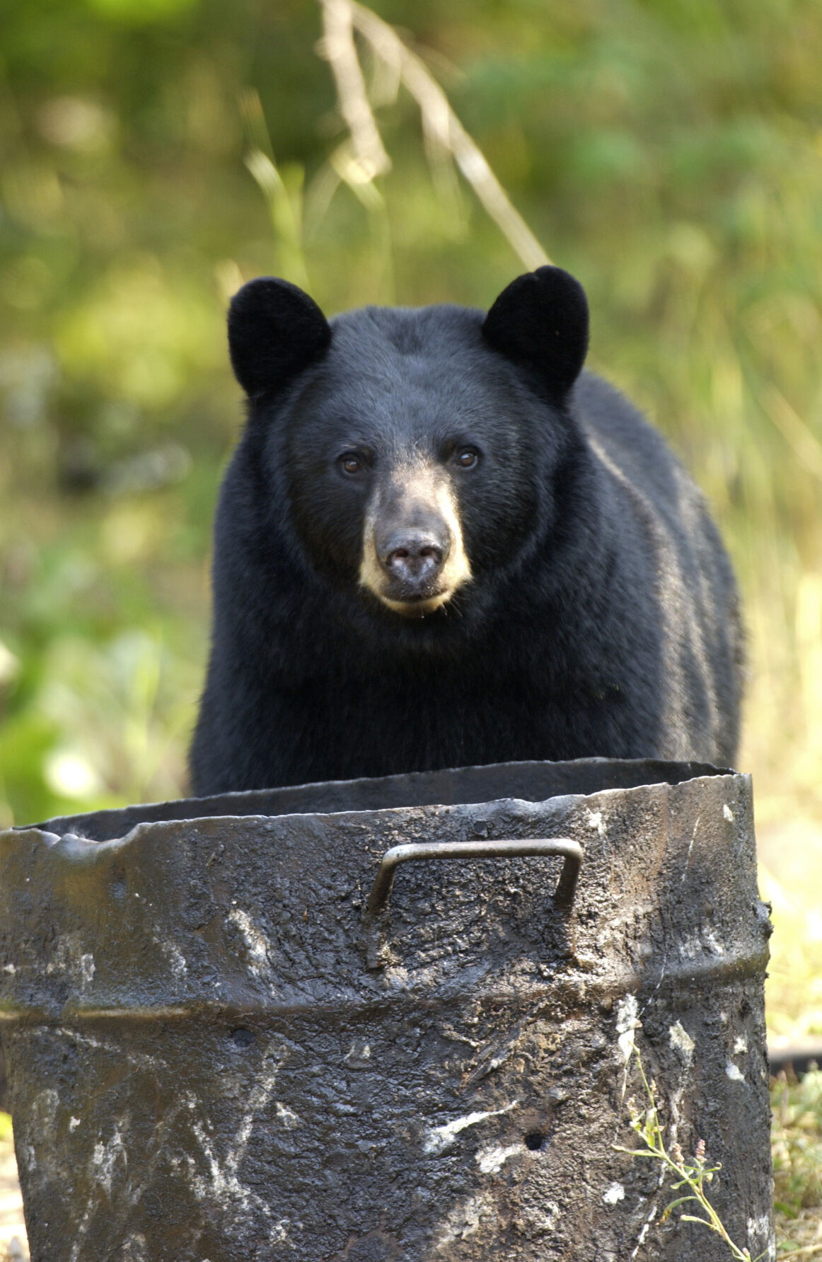 DNR urging homeowners to prevent bears from denning on their property ...