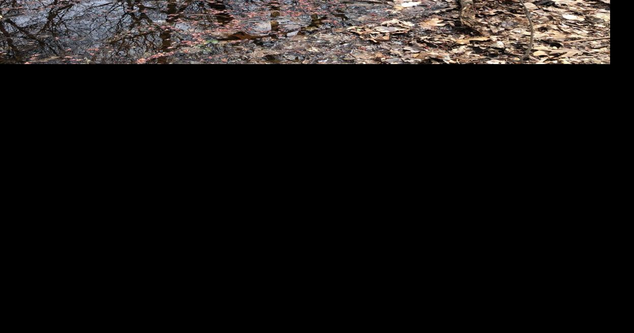 More than puddles: The importance of vernal pools | Guest Column ...