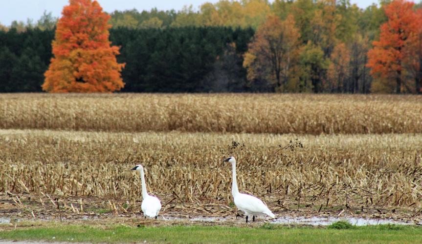 Swans in the countryside | Local News | cadillacnews.com