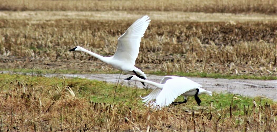 Swans in the countryside | Local News | cadillacnews.com