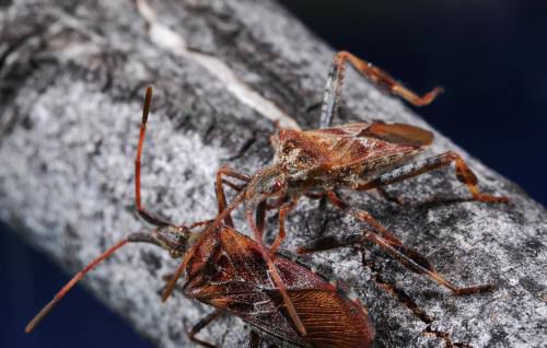 Overwintering insects arriving this fall | Local News | cadillacnews.com