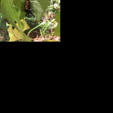 Protecting Pollinators: Helping Michigan’s Native Species | News ...