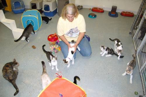 Missaukee Humane Society overwhelmed | Local News | cadillacnews.com