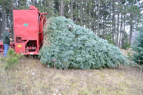 Dutchman Tree Farm shipping tree to Ford Field | Local News ...