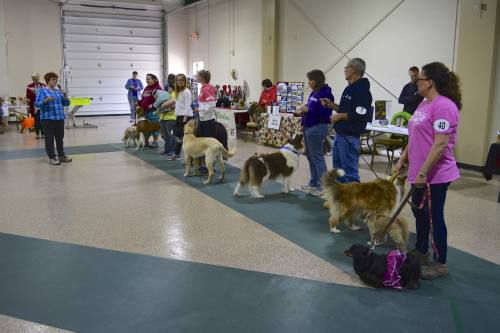 Cadillac Novelty Dog Show enjoys big turnout for first-ever event ...