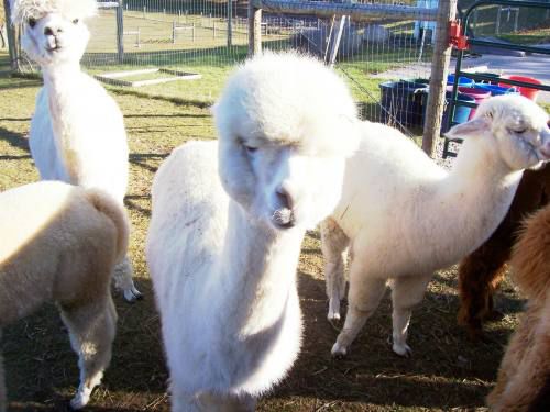 Alpaca residence | Local News | cadillacnews.com