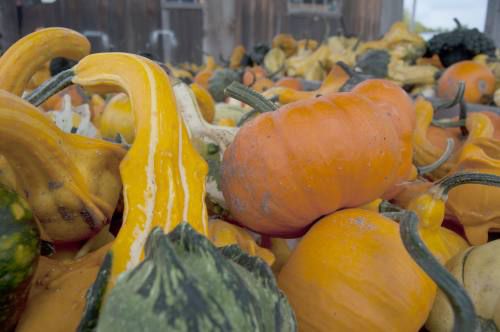 Cadillac area boasts four pumpkin patches this fall | Local News ...