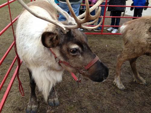 Reindeer ready | Local News | cadillacnews.com