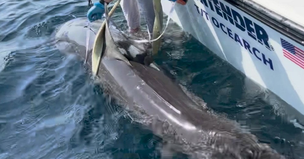 Rare 9-foot shark spotted 60 miles off Florida coast | National ...