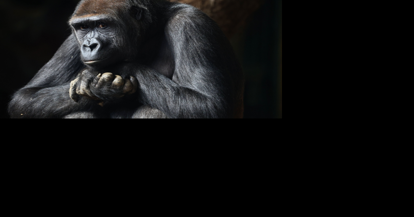 Zoo unveils new gorilla enclosure after ape death | National ...