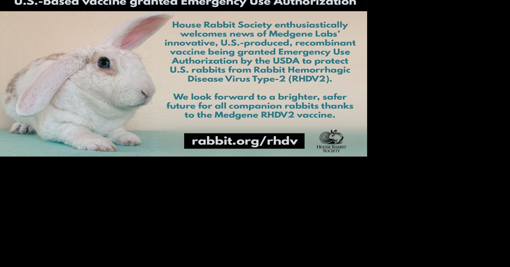 Rabbit Virus May Be Spreading Into Vermont | Local News ...