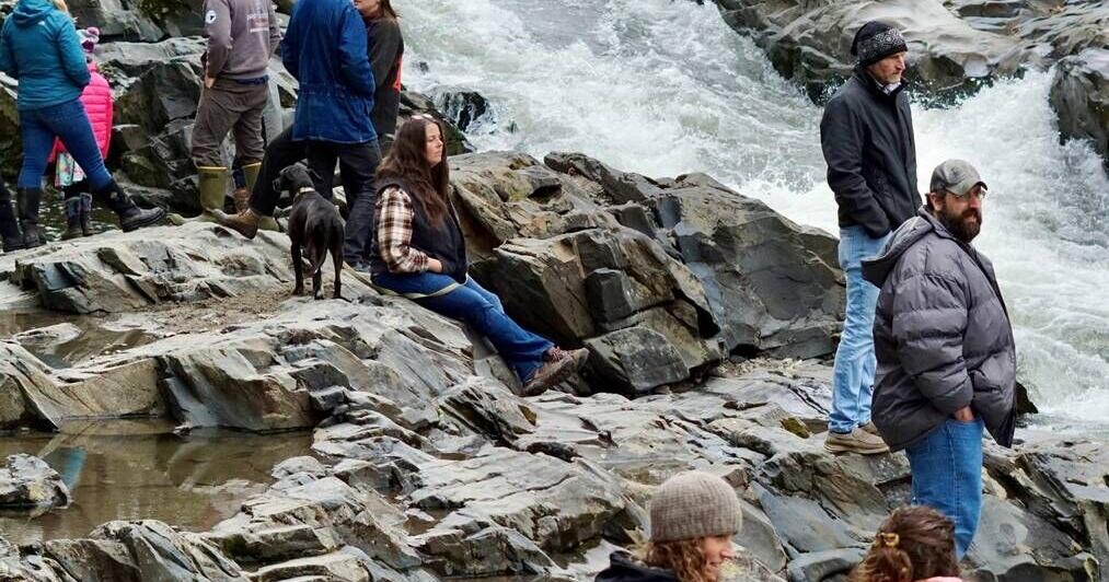 Steelhead Trout Jumping At Willoughby Falls | Local News ...