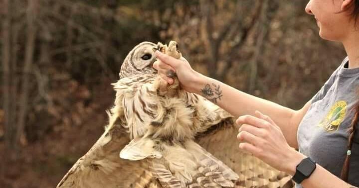 Barnet Wildlife Photographer Documents Release Of Rehabbed Owl | Local ...