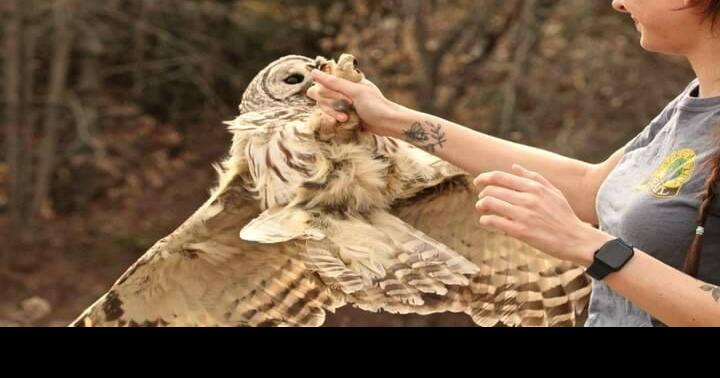 Barnet Wildlife Photographer Documents Release Of Rehabbed Owl | Local ...