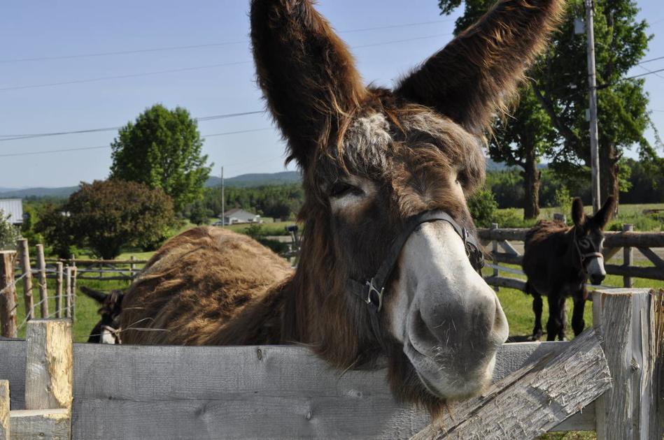Endangered French Donkeys At Home In The Kingdom | Local News ...