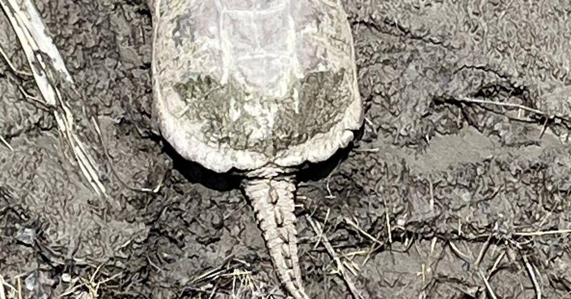 Thoughts On The Out-Of-Doors: Fish And Wildlife Suffered In The Flood ...
