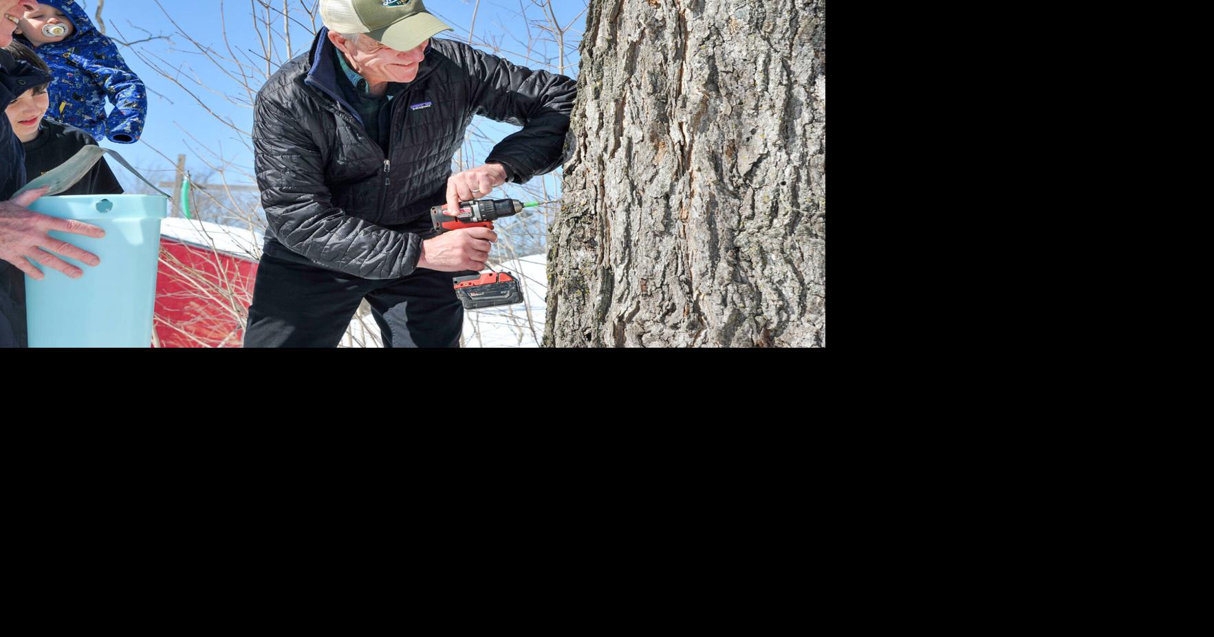 Governor Taps Into ‘Pure Gold’ To Kick Off Sugaring Season | Local News ...
