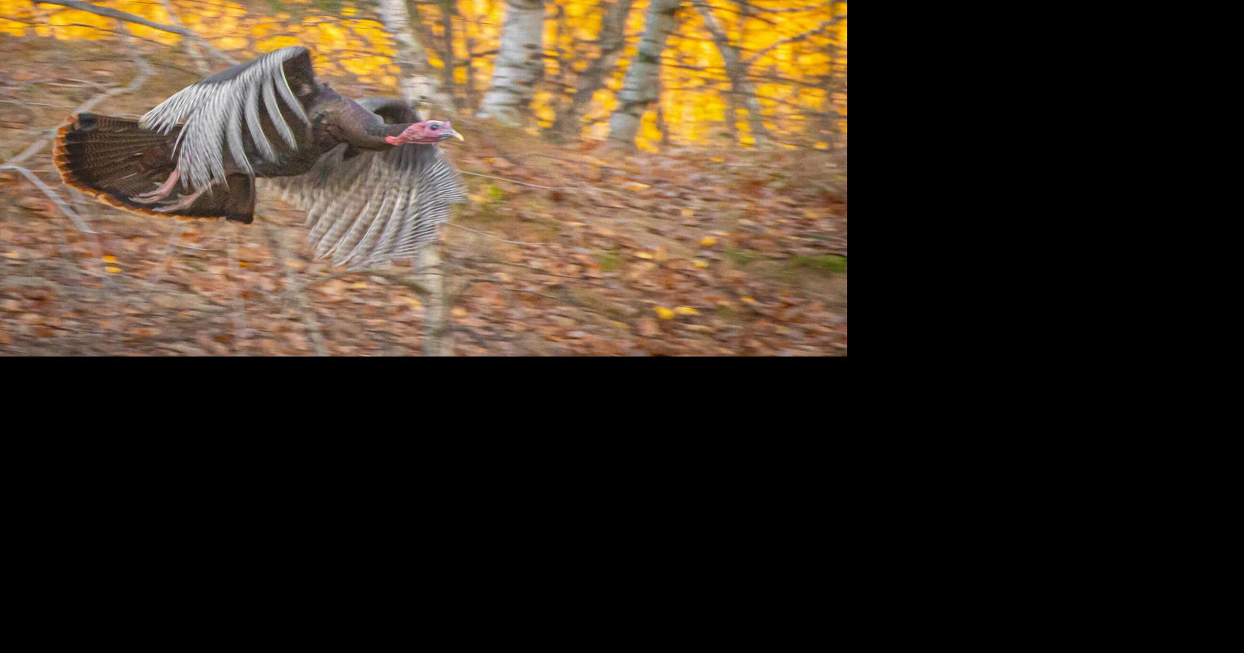 Once Rare, Wild Turkeys Are Abundant In Vermont | Local News ...
