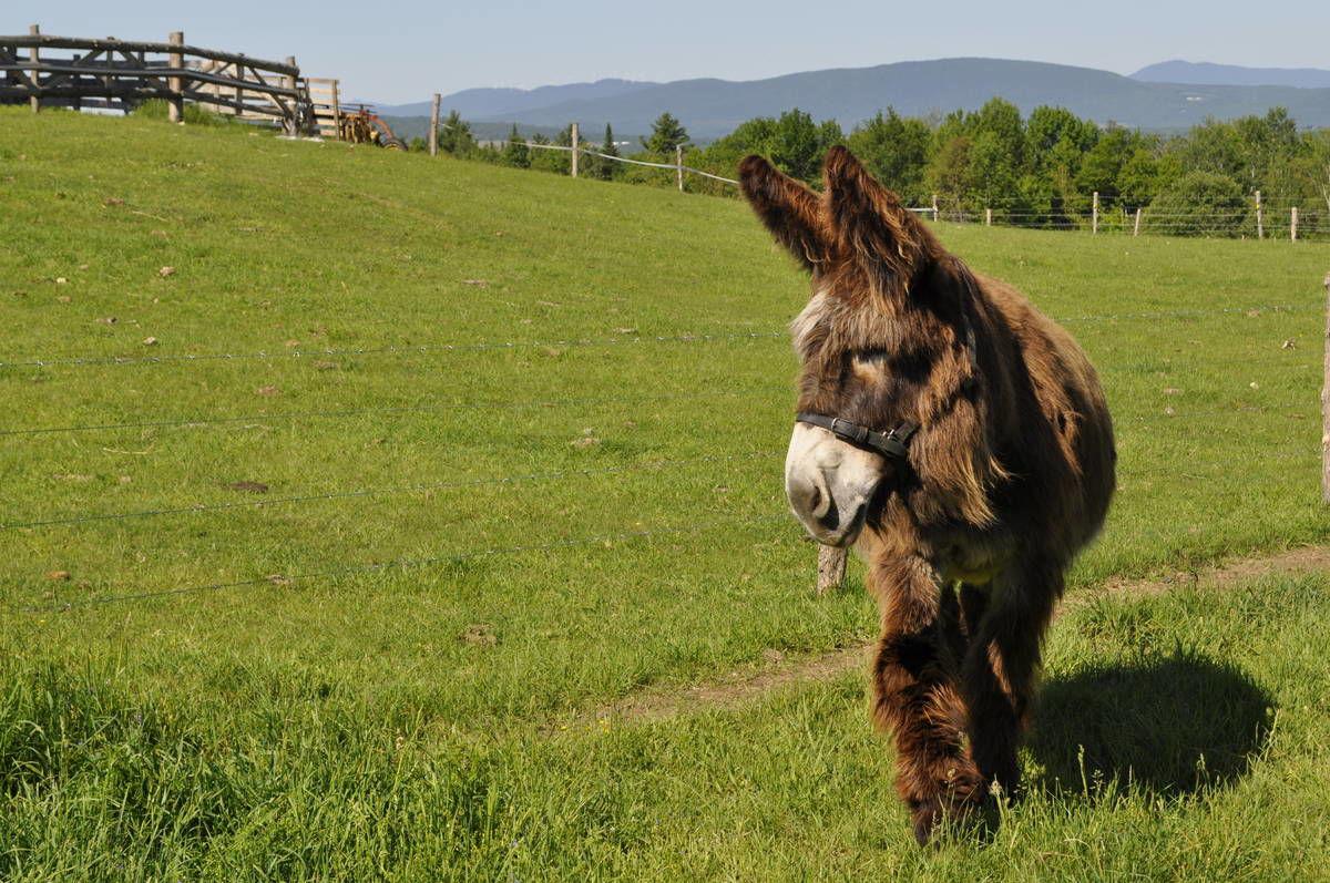 Endangered French Donkeys At Home In The Kingdom | Local News ...
