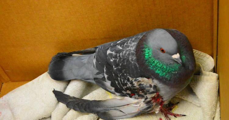 Pete The Pigeon Takes Final Flight | Local News | caledonianrecord.com