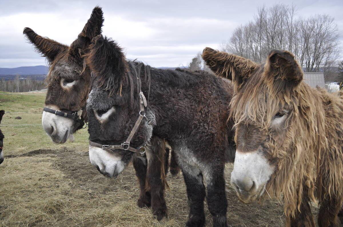 Rare Breed: Brownington Donkey Expecting After University Trip | Local ...