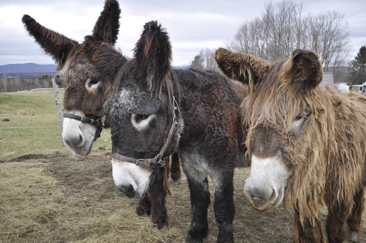 Rare Breed: Brownington Donkey Expecting After University Trip | Local ...
