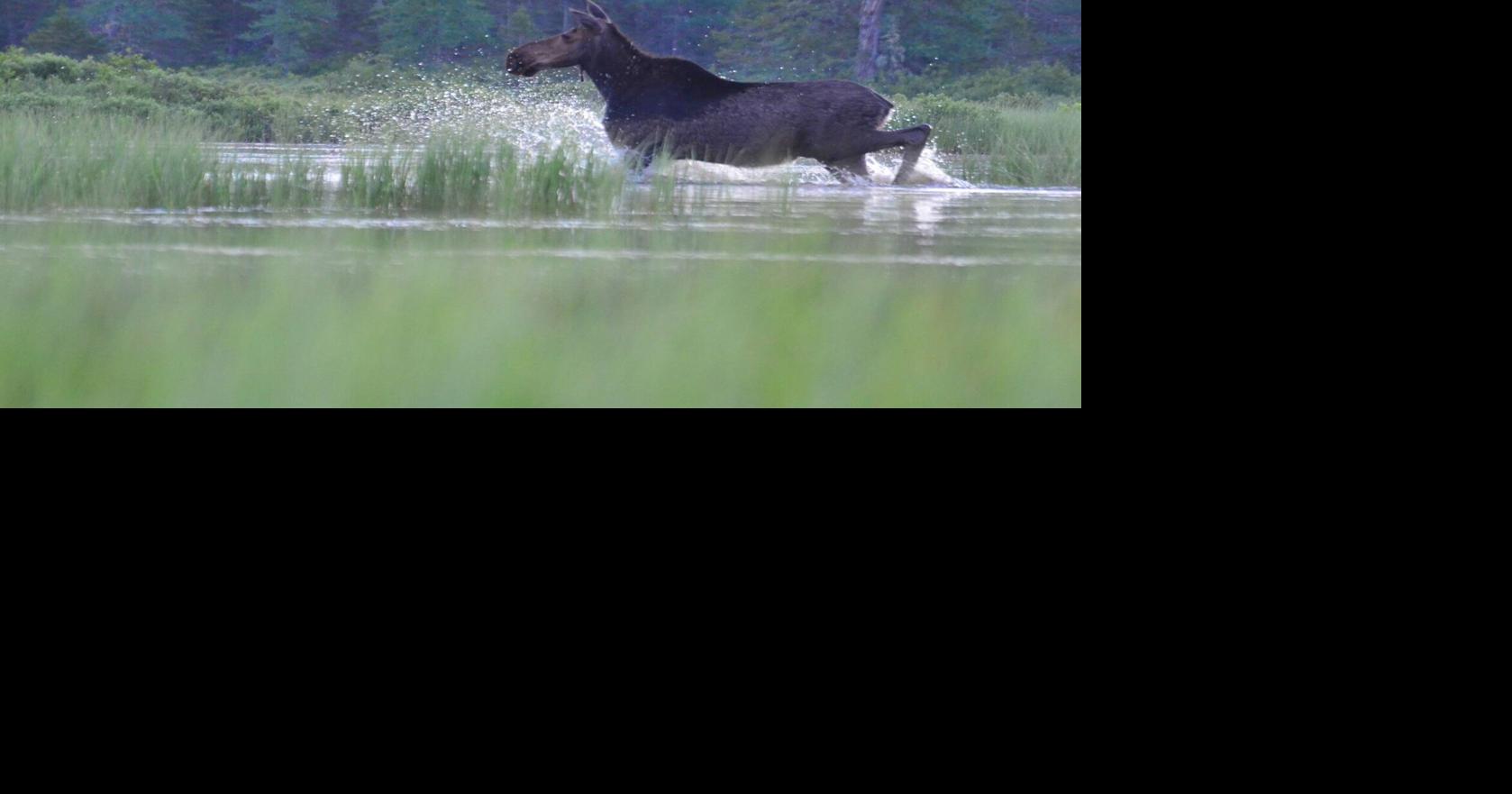 As Moose Fest Nears, North Country Moose Population Suffering Tick ...