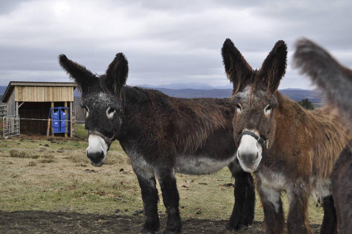 Rare Breed: Brownington Donkey Expecting After University Trip | Local ...