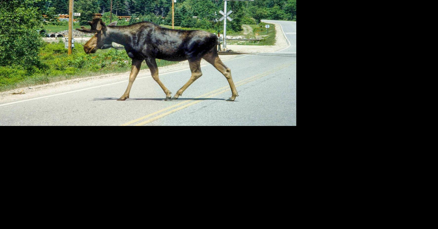 No Injuries In Multi-vehicle Moose Collisions | Local News ...