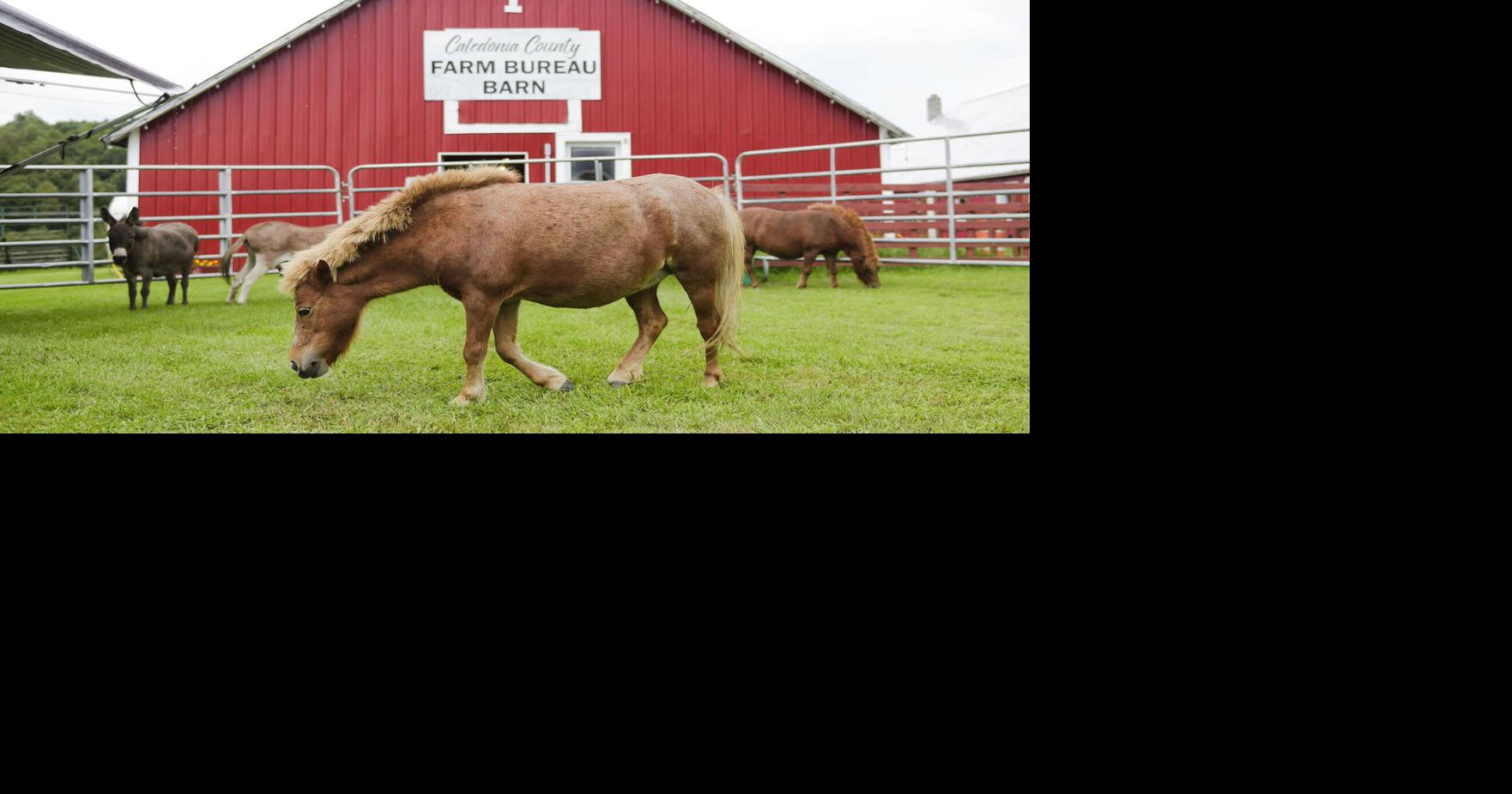 Caledonia County Fair Gates Open Wednesday | Local News ...