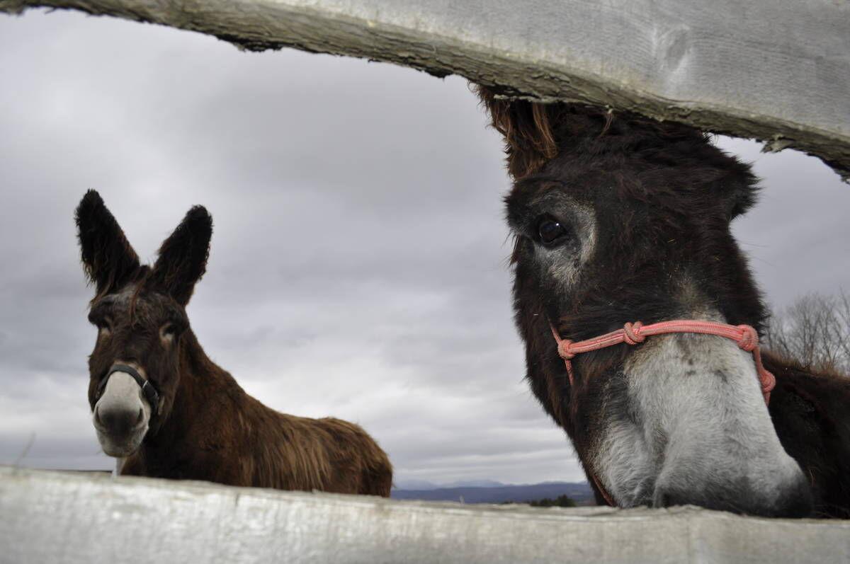 Rare Breed: Brownington Donkey Expecting After University Trip | Local ...