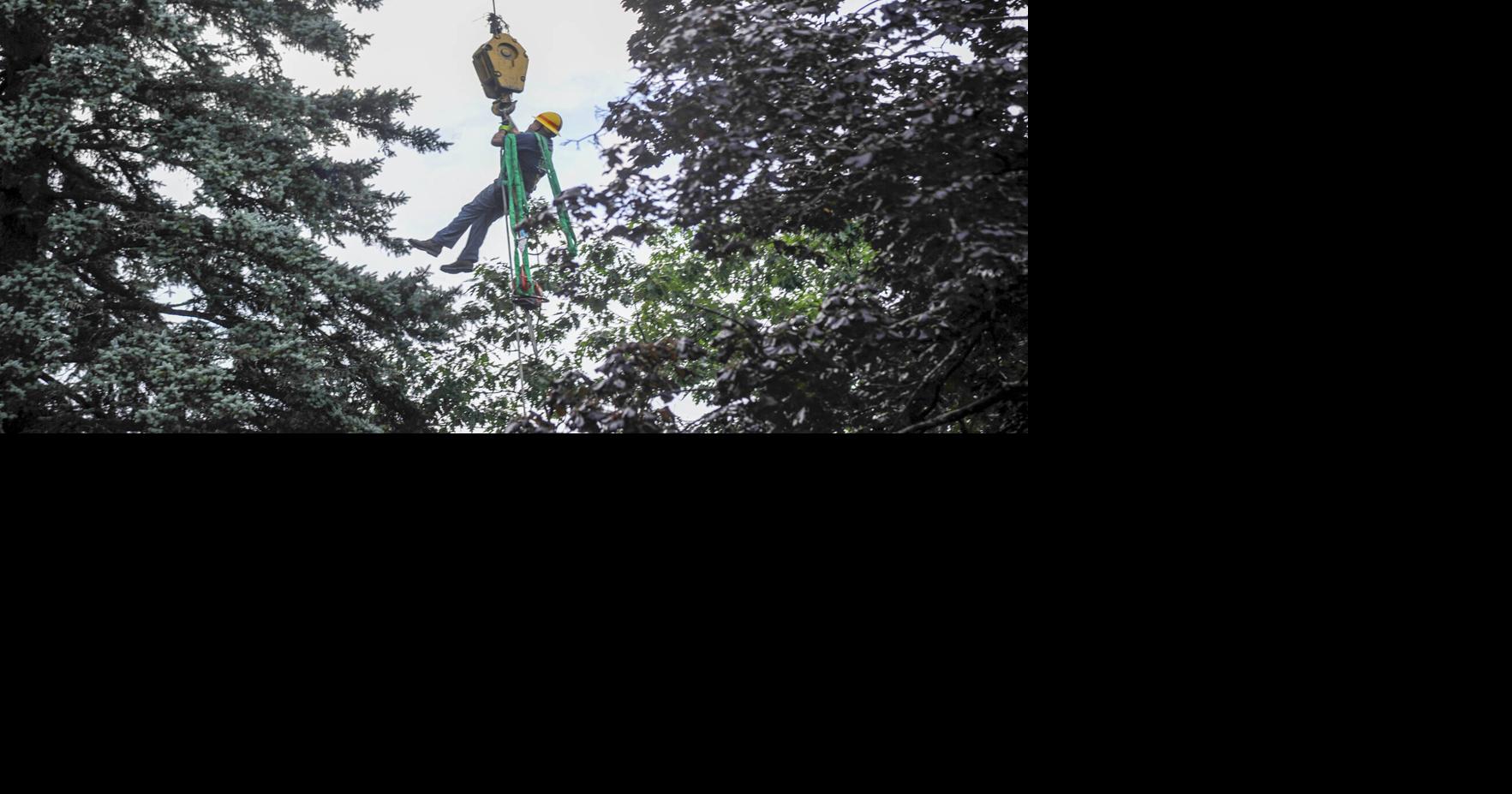 Spruce Loose: Unhealthy, Leaning Tree Taken From Colby Hall Landscape ...