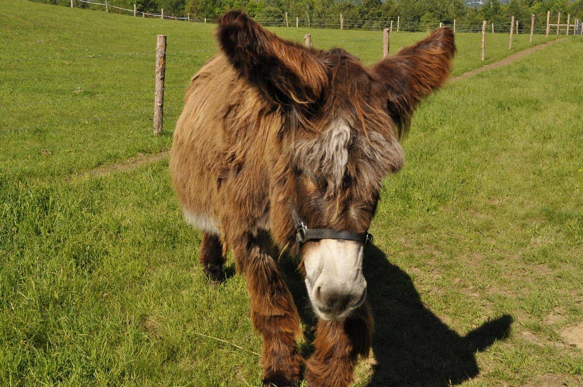Endangered French Donkeys At Home In The Kingdom | Local News ...